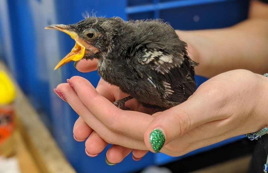 More native birds landing in hands of Wellington charity | RNZ News