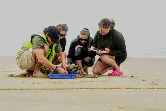 Toheroa past and present | A Gallery from Nine To Noon | RNZ National