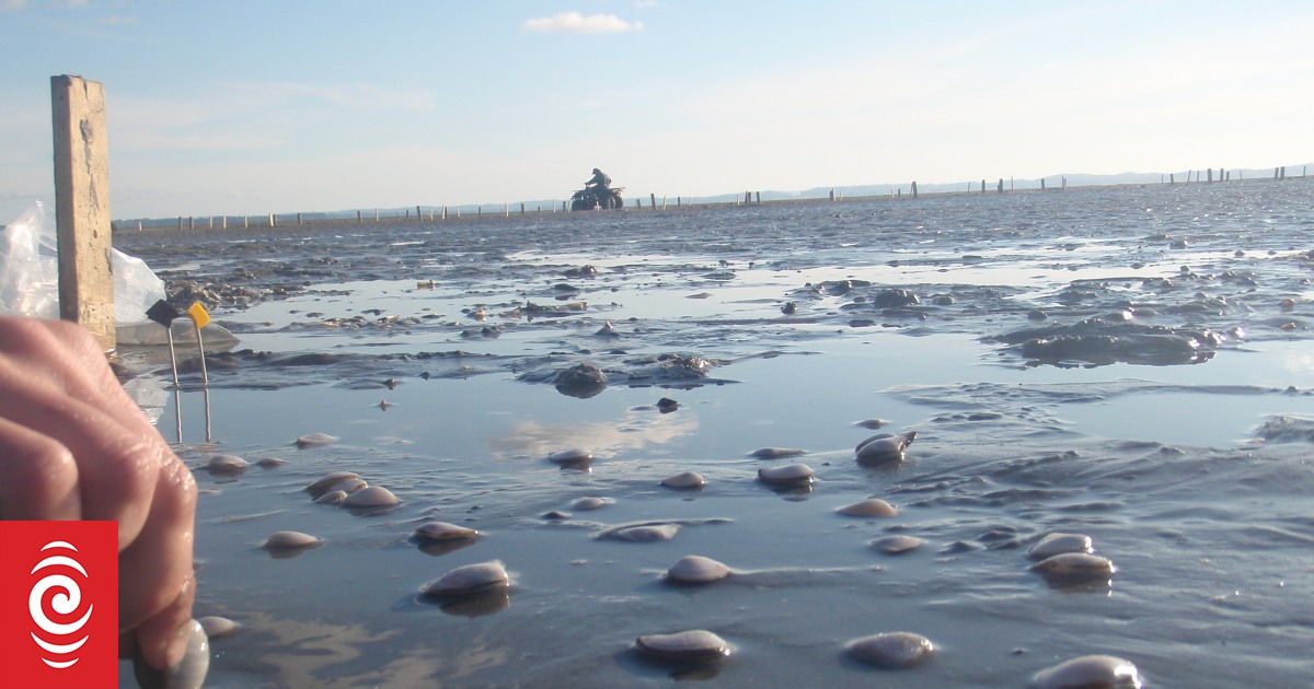 Muddying the waters | RNZ