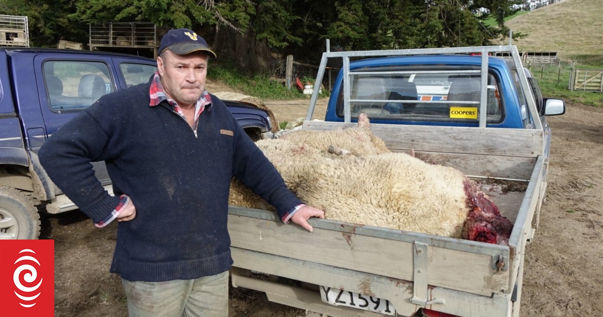 Sheep killing mystery 'resolved' | RNZ News