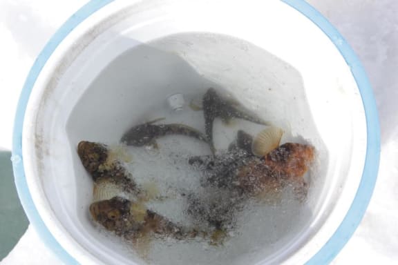 Ice fishing | A Gallery from Nine to Noon in Antarctica | RNZ National