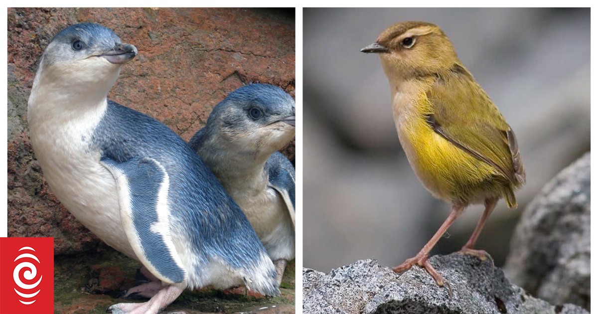 Fly to the polls - Bird of the Year voting set to close | RNZ News