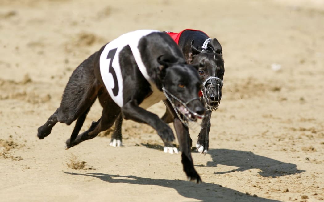 Review into greyhound racing launched | RNZ News