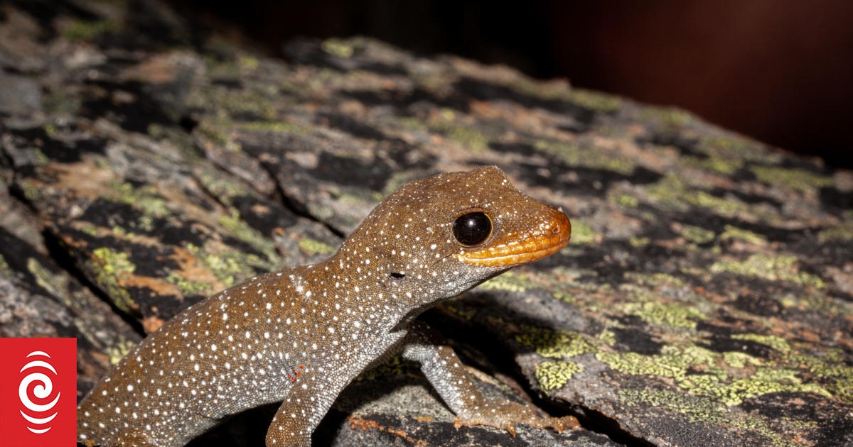 Four new lizard species confirmed | RNZ