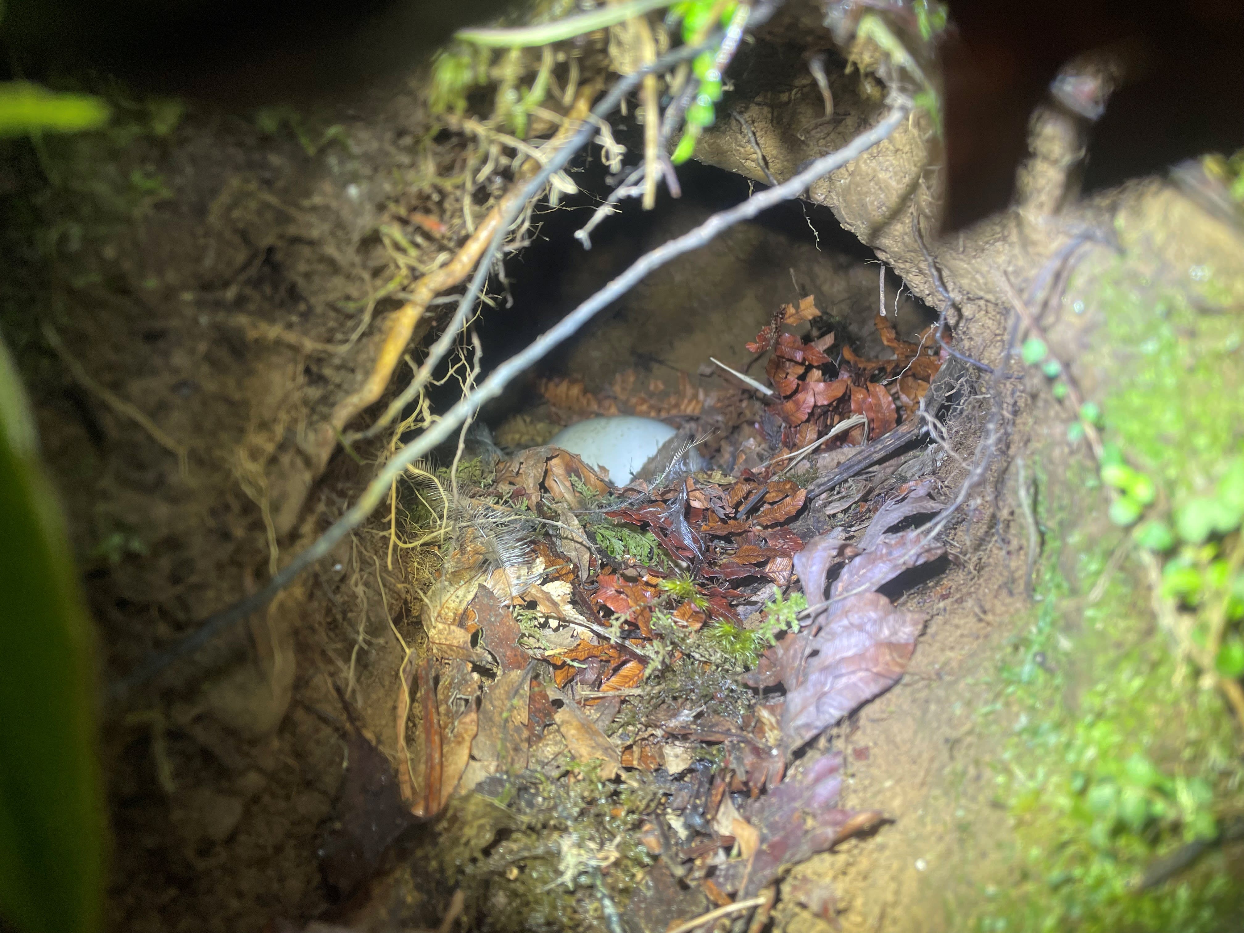 Birds and the bees: Manunui Honey | RNZ