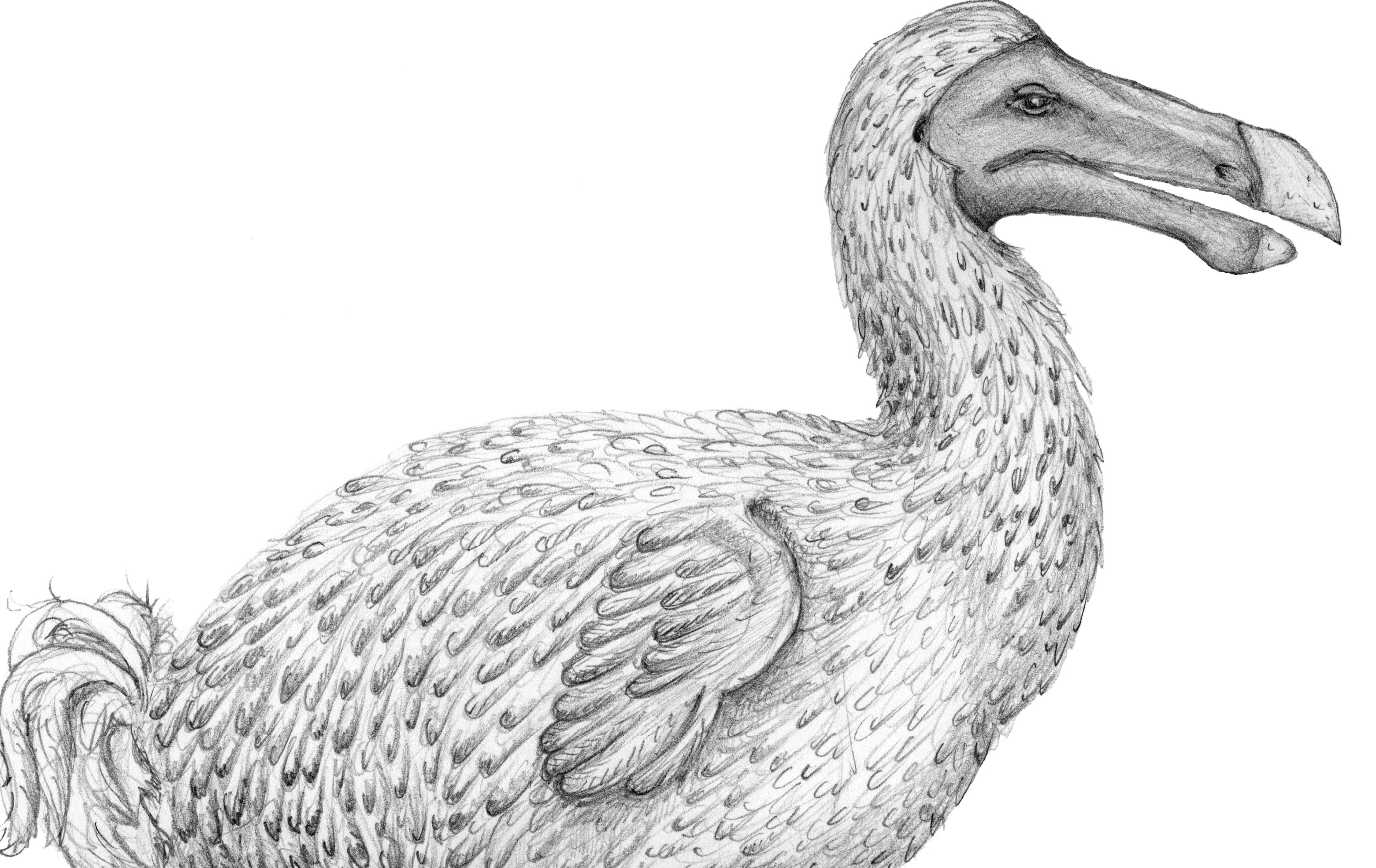 New species related to extinct dodo found in Otago | RNZ News