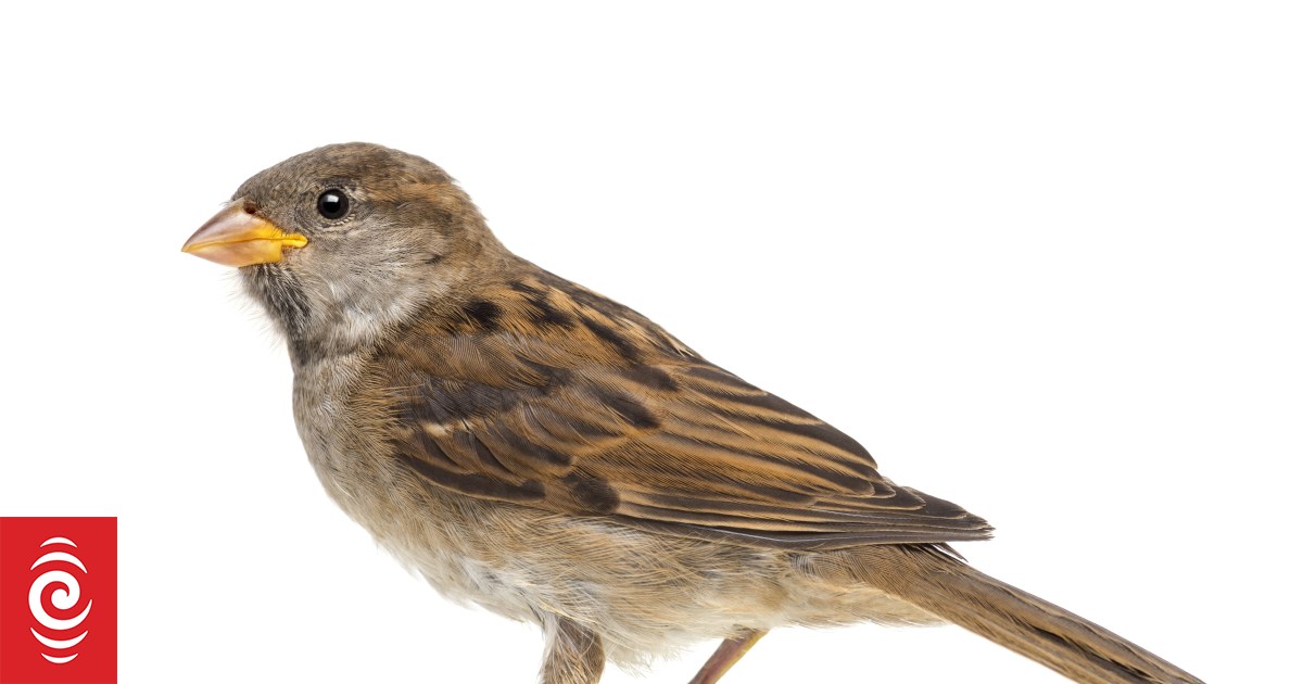 Sparrow poisoning at Dunedin supermarket 'cruel and distressing' | RNZ News