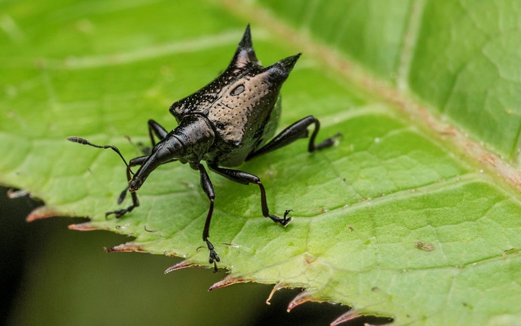 Critter of the Week: The black spined weevil | RNZ