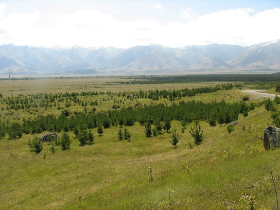 New Zealand's invasive plants | A Gallery from Sunday Morning | RNZ ...
