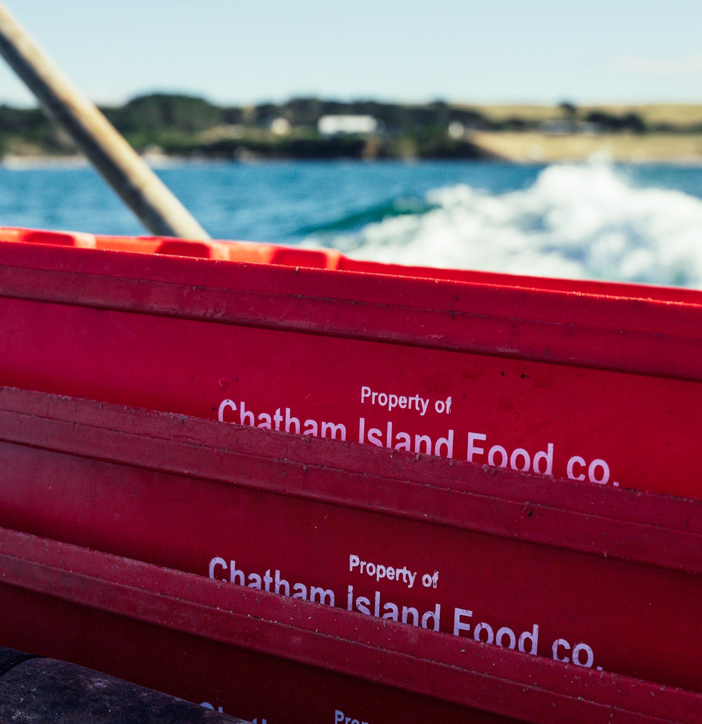 Chatham Island Kai moana | A Gallery from Nine To Noon | RNZ National