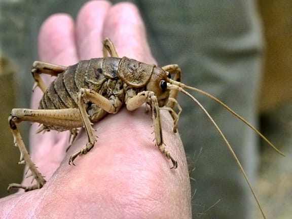 Cook Strait Giant Weta | A Gallery from Afternoons | RNZ National
