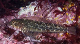 Rock Pool Fish | A Gallery from Our Changing World | RNZ National