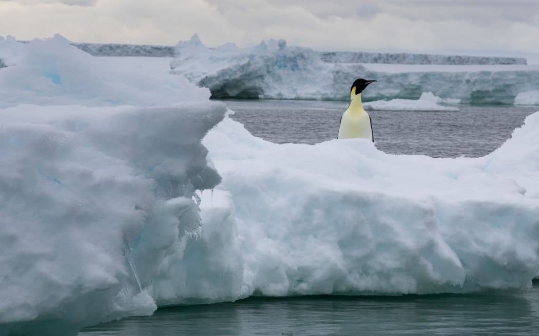 Antarctica sea-ice hits new record low | RNZ News