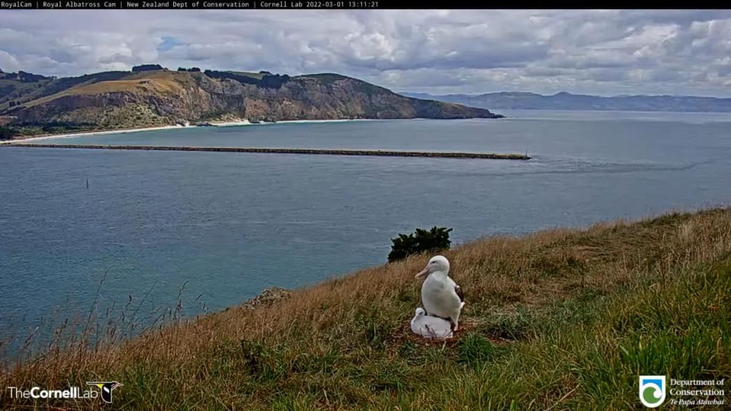 Season's first albatross takes wing early | RNZ News