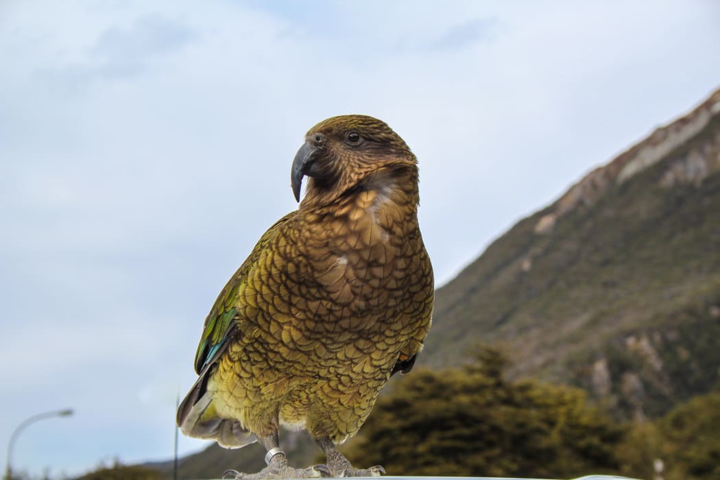 DOC investigates kea deaths after 1080 drop | RNZ News