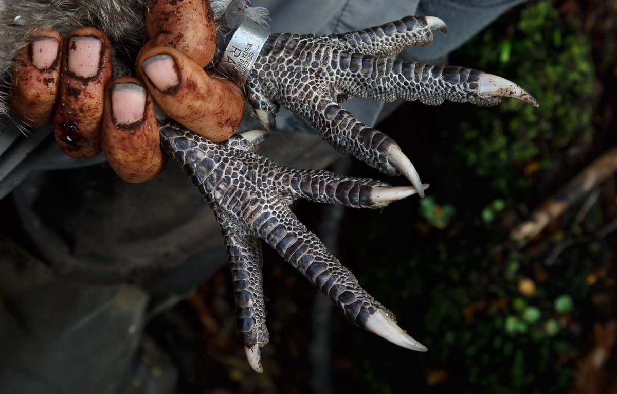 Best features of 2018: native plants and animals | RNZ