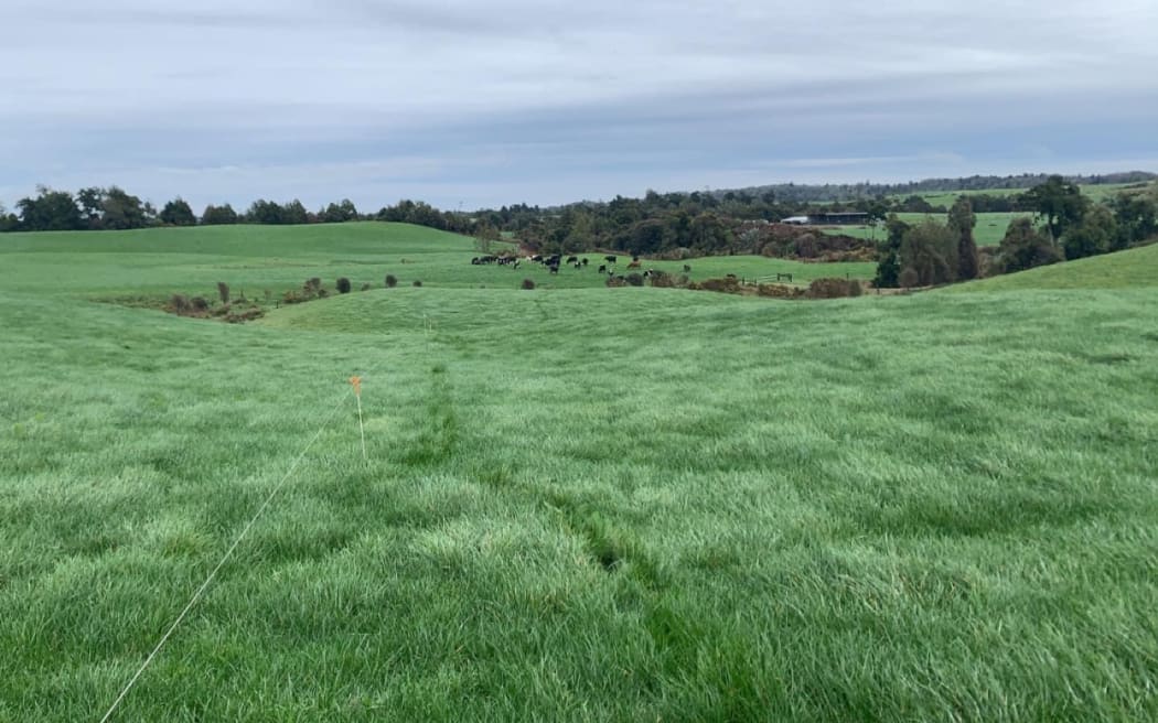 Farming and surfing a good balance for young Ag leader | RNZ
