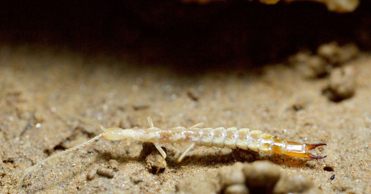 Critter of the Week: Cave Diplurans | RNZ