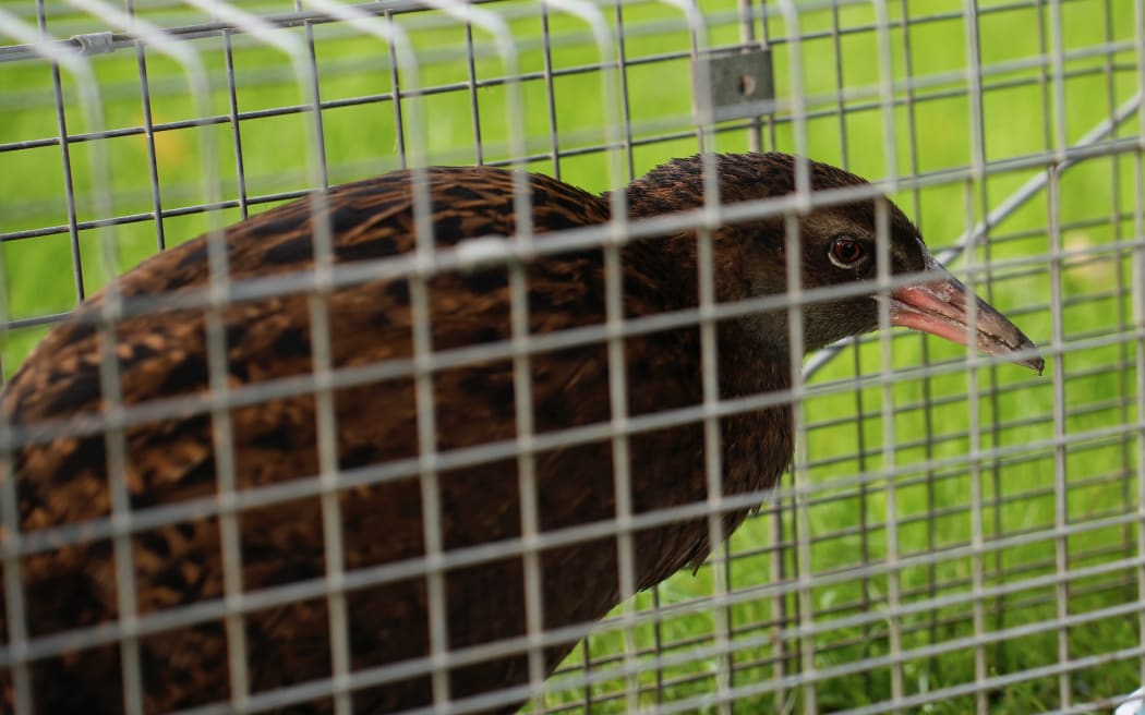 DOC suspects someone illegally releasing weka in South Taranaki | RNZ News