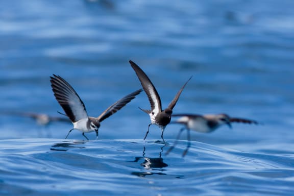 Saving rare seabirds from the brink of extinction | A Gallery from Nine ...