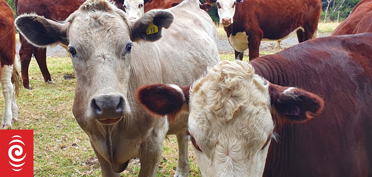 Anger from farmers at live cattle export ban | RNZ