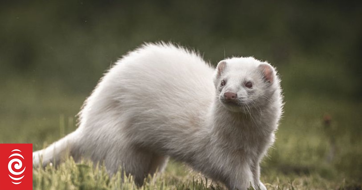 Californian ferrets for freedom! | RNZ