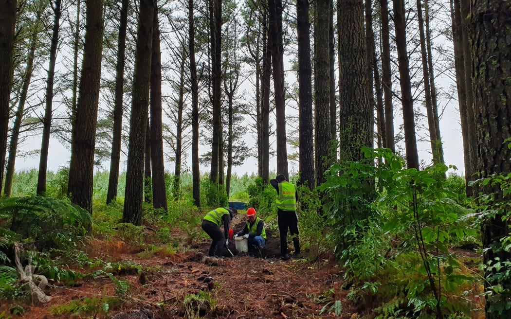 Ginseng - digging new roots in NZ | RNZ