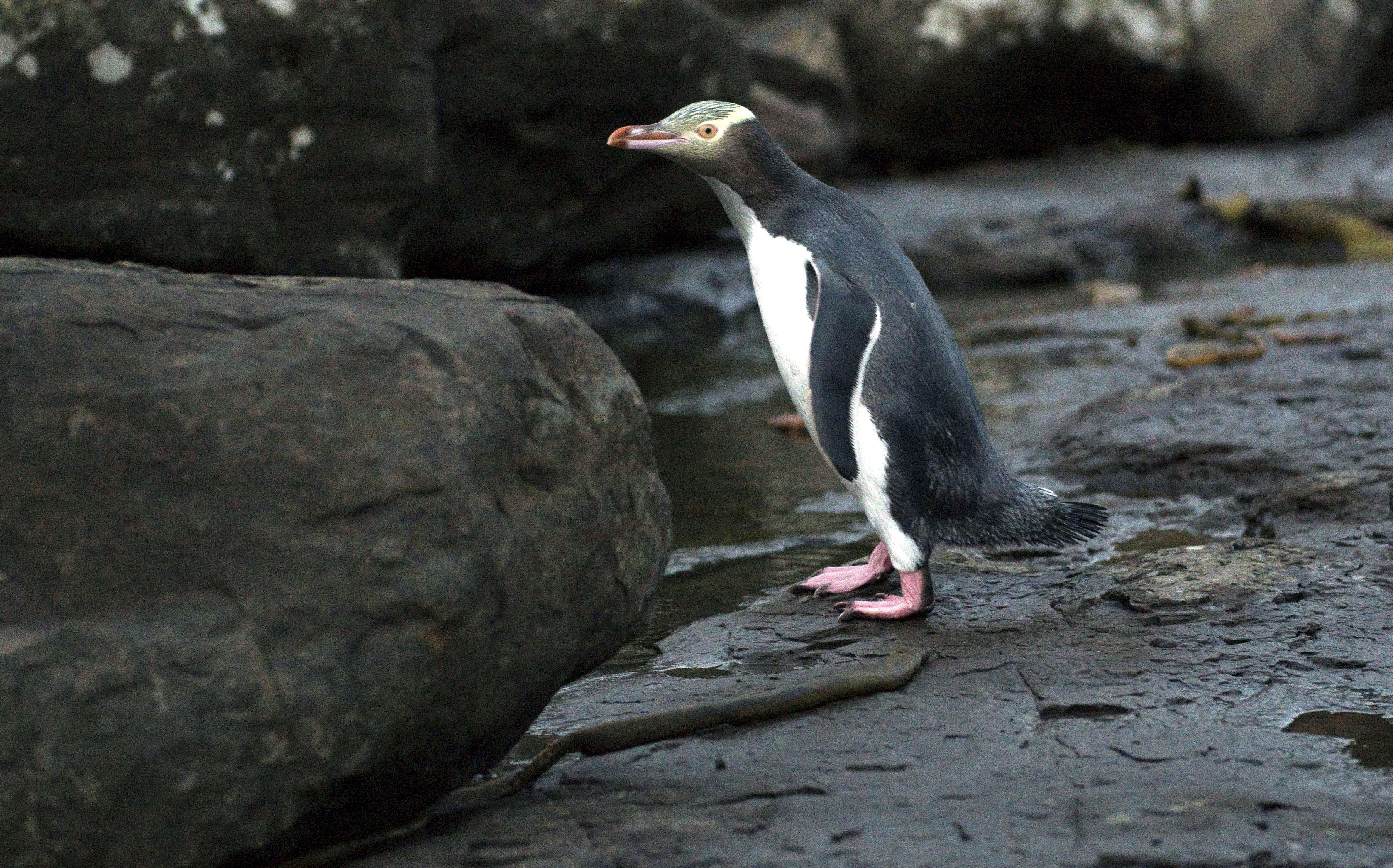 Penguin mojo on the go-slow | RNZ News
