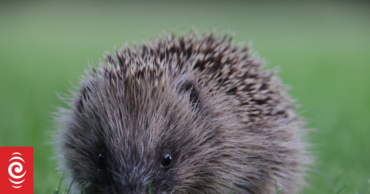 Nosing out the hedgehogs on Banks Peninsula | RNZ