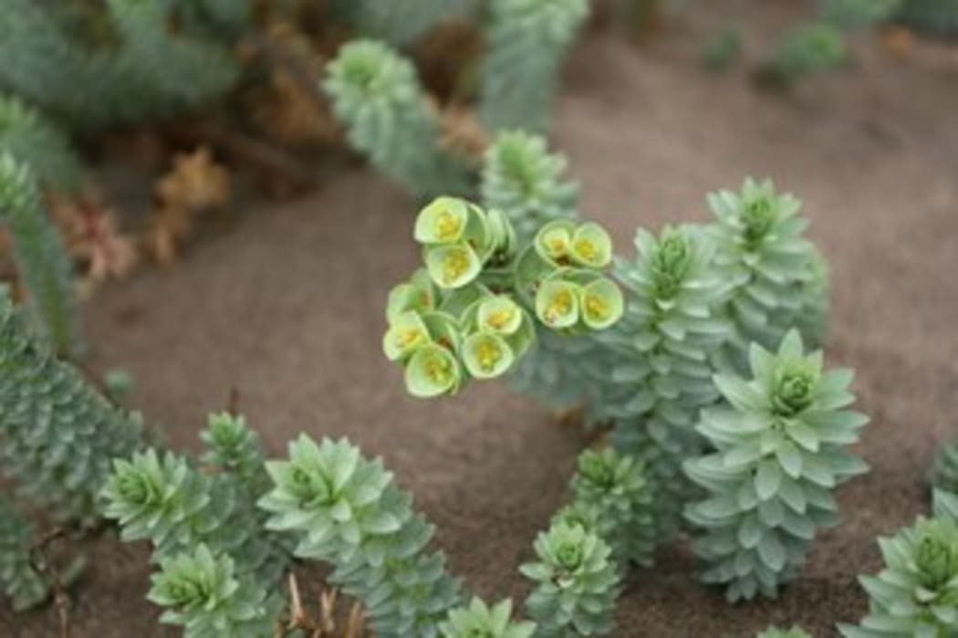 Warning over toxic beach succulent that can temporarily blind | RNZ News
