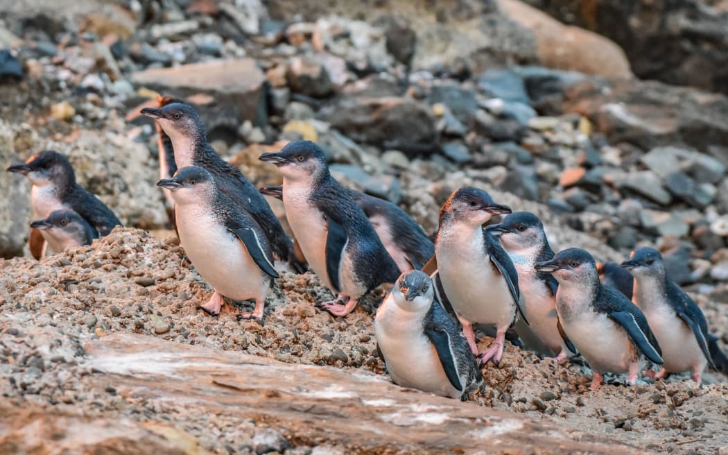 Ōamaru's blue penguins combine tourism, conservation and science | RNZ News
