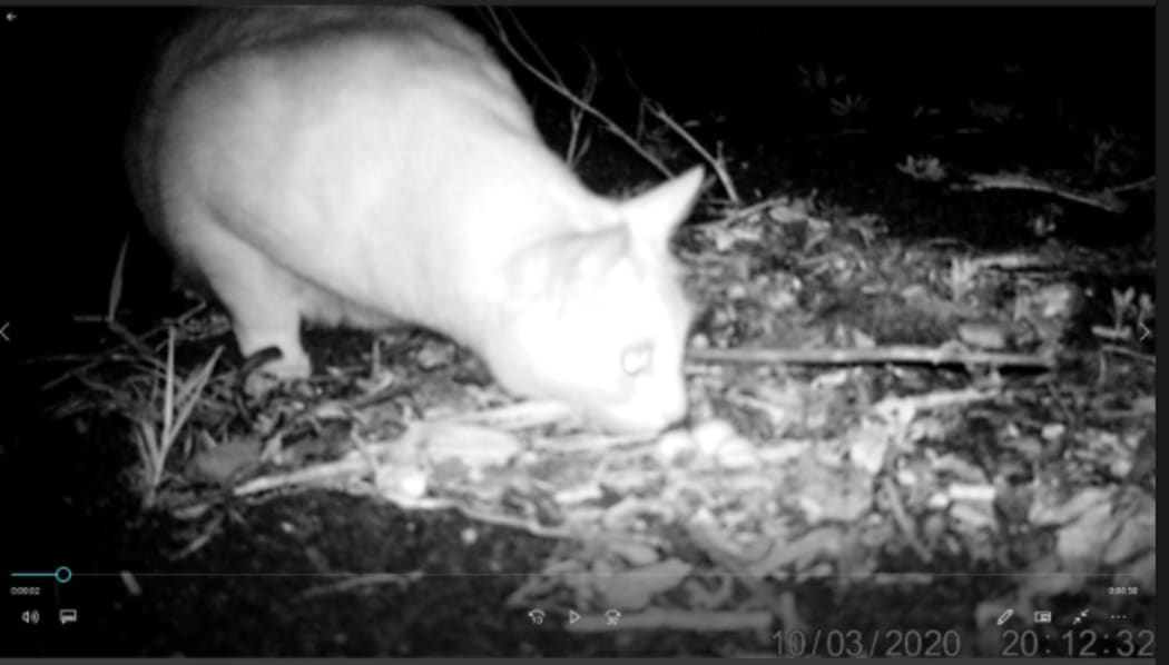 'Gutted': Loss of vulnerable shore birds distresses guardian | RNZ News