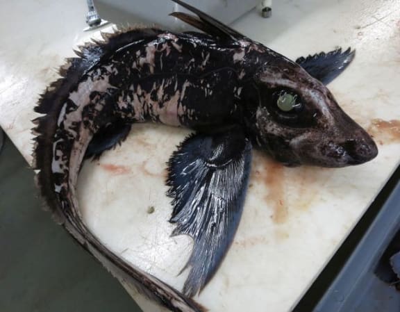 Spookfish and Other Deep Sea Sharks | RNZ