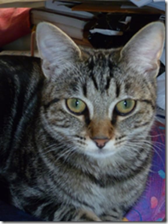 cats | A Gallery from Nine To Noon | RNZ National