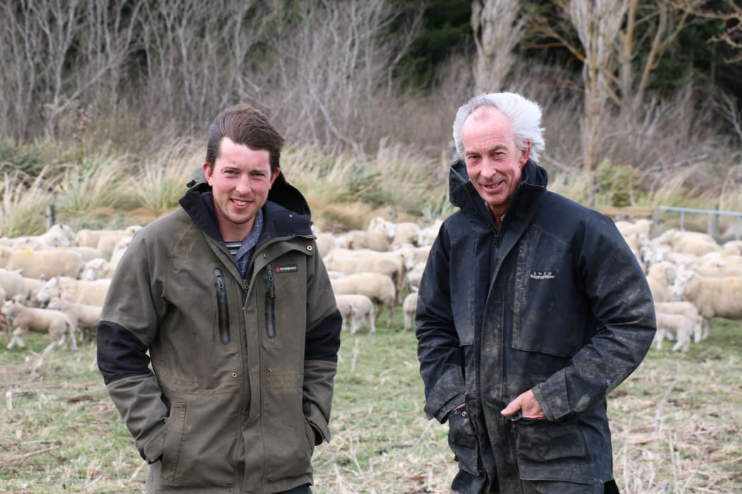 Double-muscled sheep breed offers meaty gains | RNZ