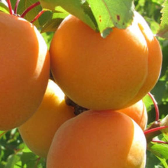 Seasonal fruit and vege report | RNZ