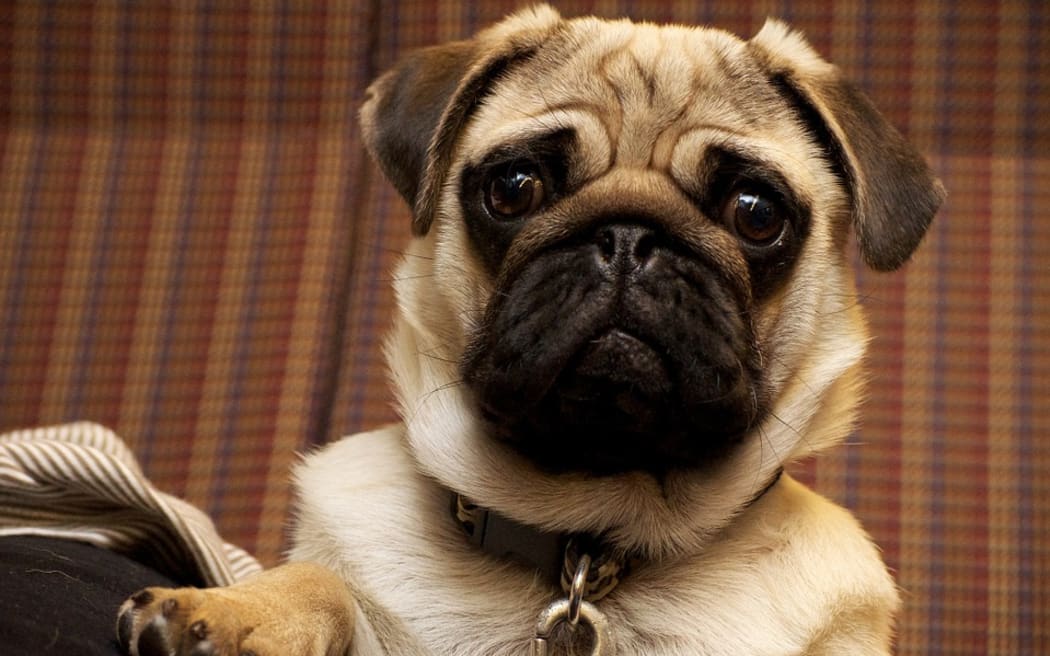 Pug health so bad it 'can't be considered a typical dog' - study | RNZ News