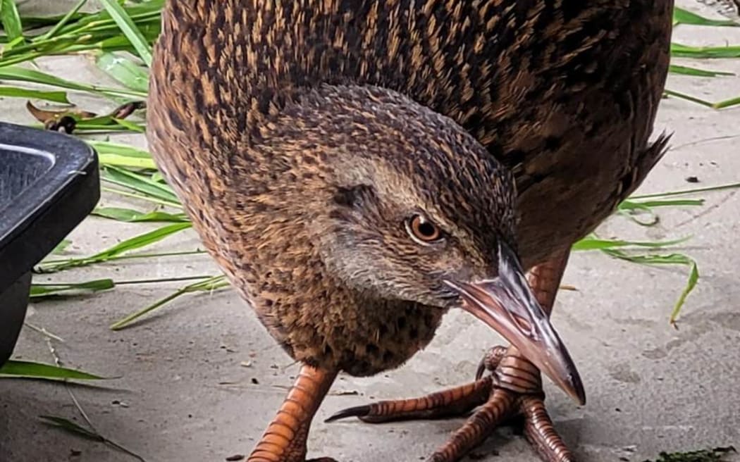 Mystery surrounds weka discovered in Taranaki, a bird not seen in ...