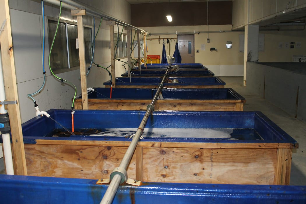 Farming Pāua - the black pearl of the ocean | RNZ