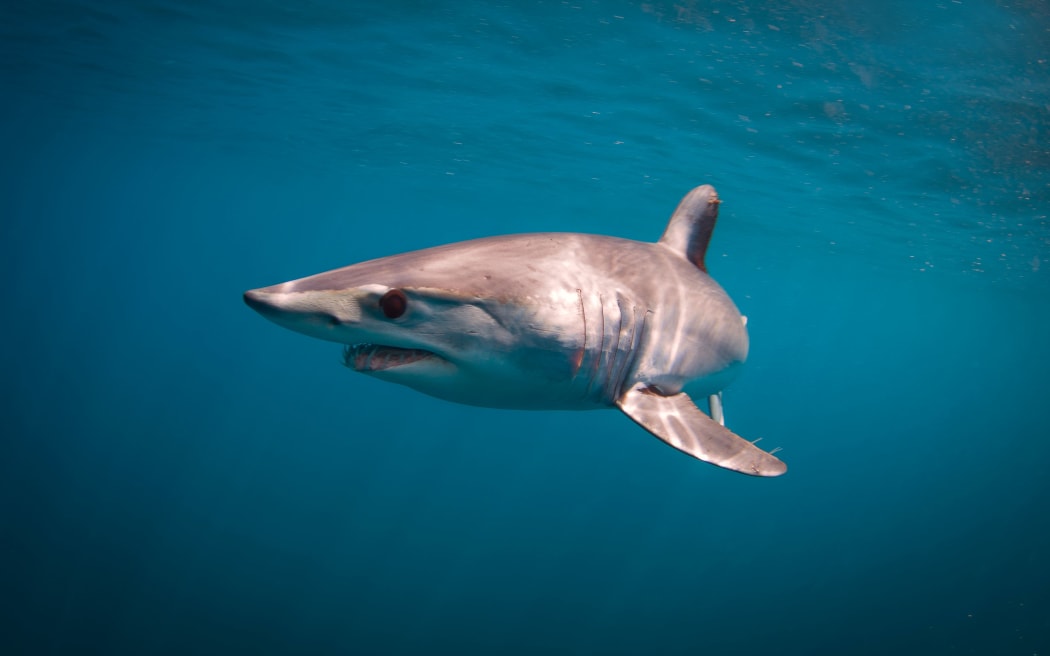 RNZ : National : Programmes : Summer Times