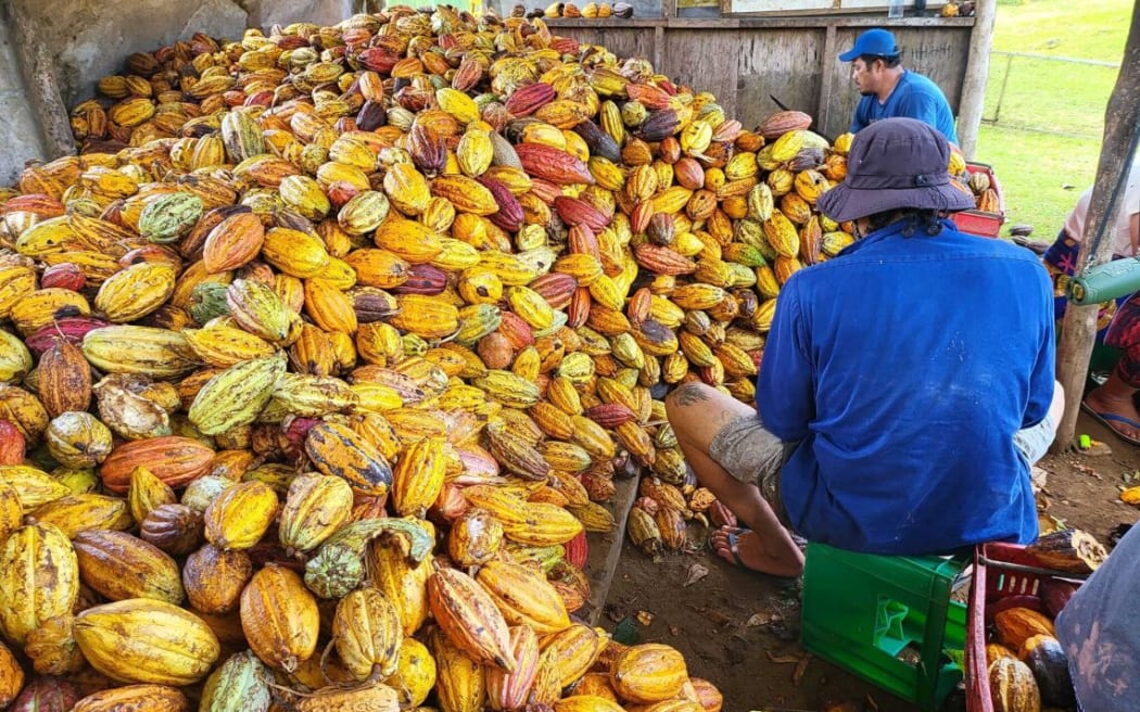 Cacao ambassador on a mission in the Pacific | RNZ News