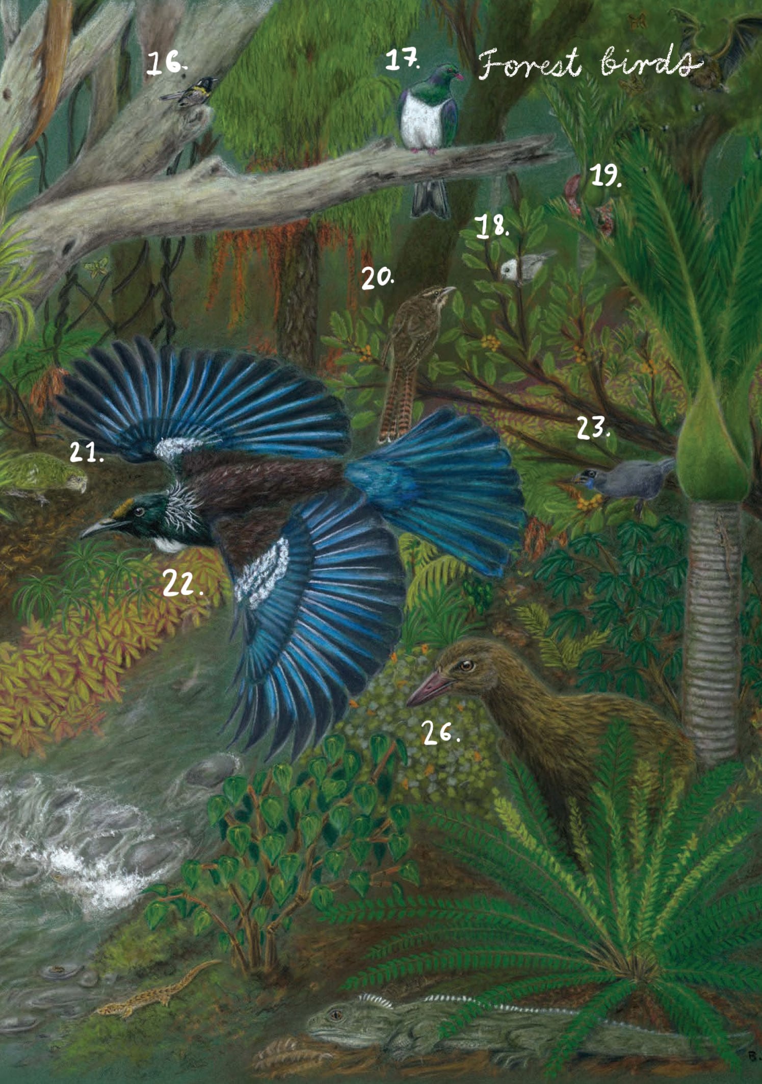 Johanna Emeney and Sarah Laing: picturing Auckland’s famous bird lady | RNZ