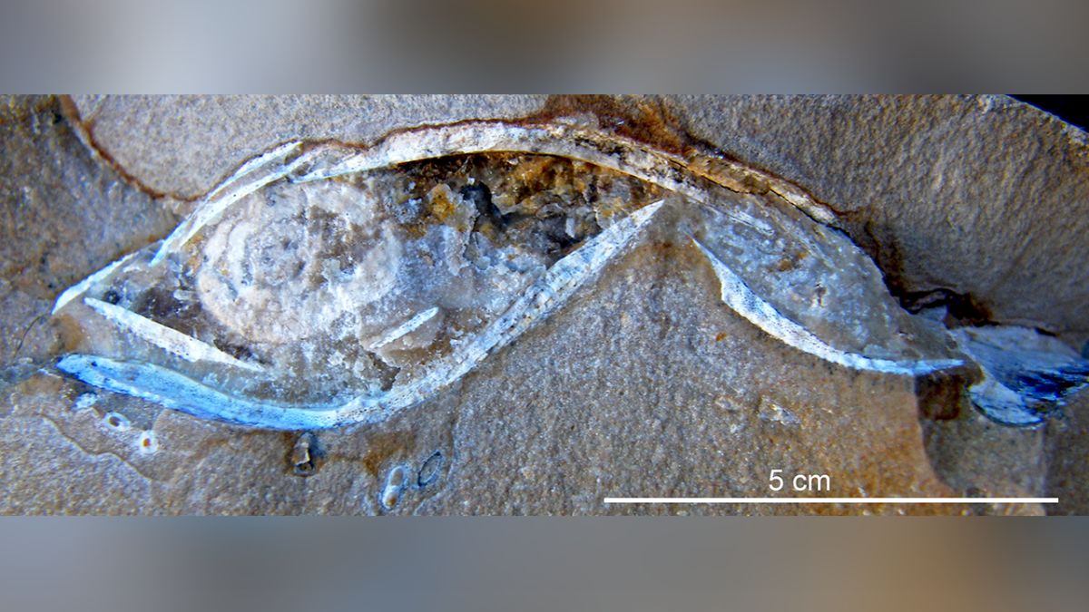 Scientists see fossilised heart of 380-million-year-old fish | RNZ