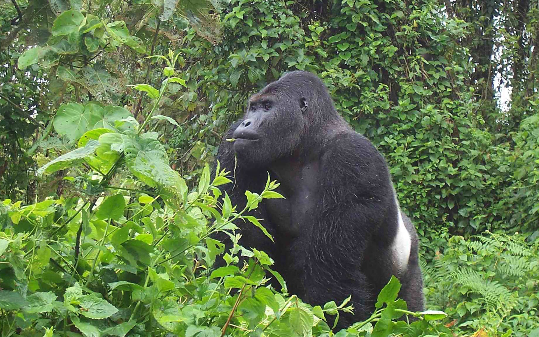 Hunting pushes gorillas close to extinction | RNZ News
