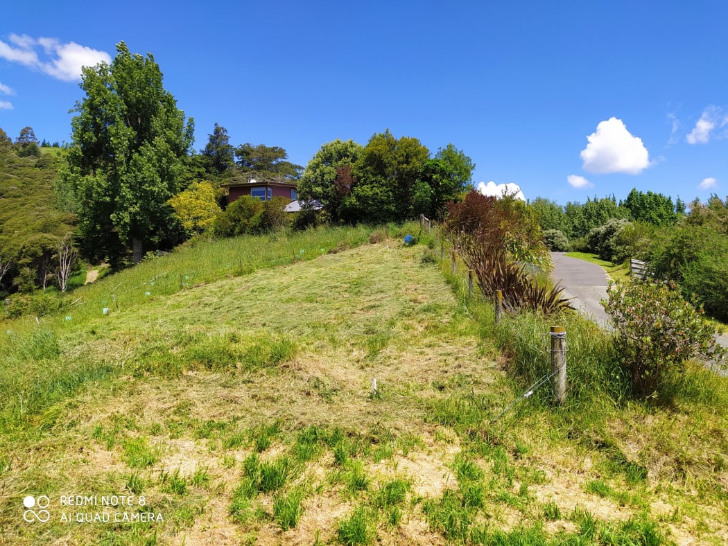 New Zealand's first microforest | RNZ