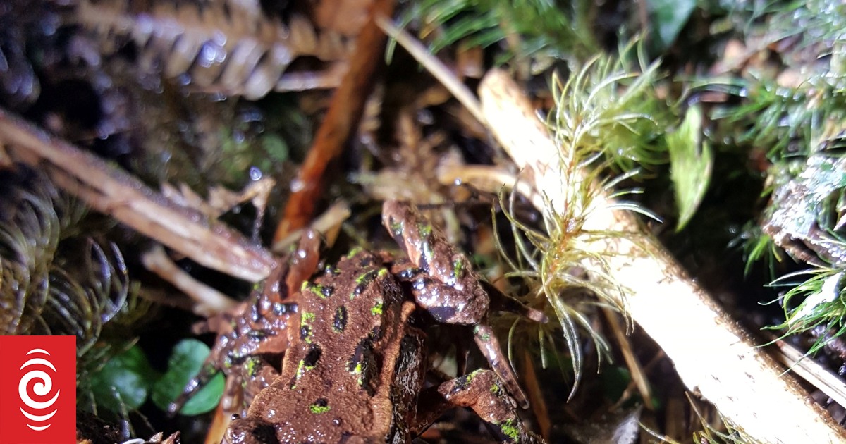 Archey's frogs thriving in the King Country | RNZ