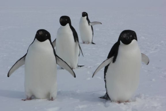 Adelie Penguins | A Gallery from Nine to Noon in Antarctica | RNZ National