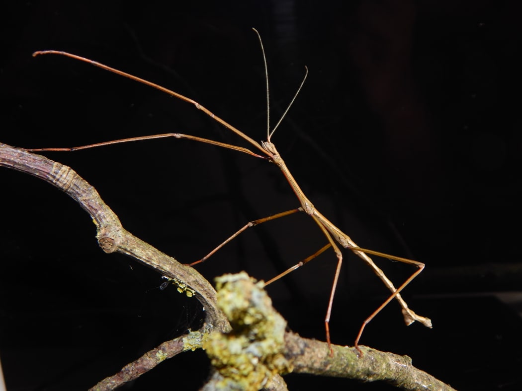 Discovered - the 'missing' male stick insect | RNZ