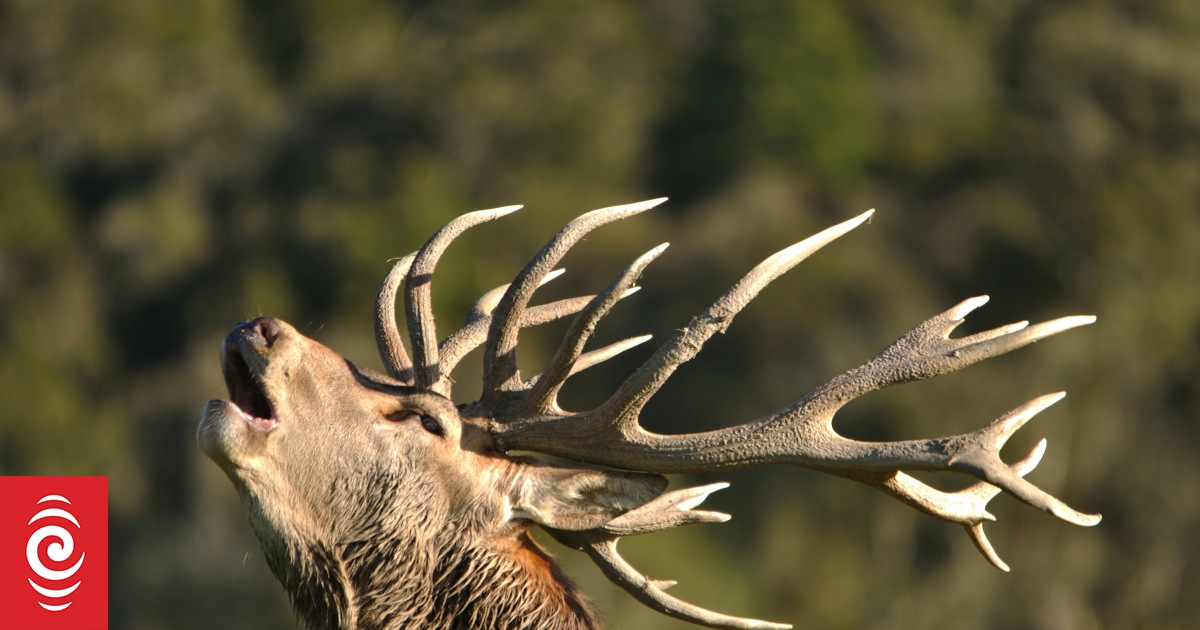 Valuable red stag shot dead in its enclosure | RNZ News