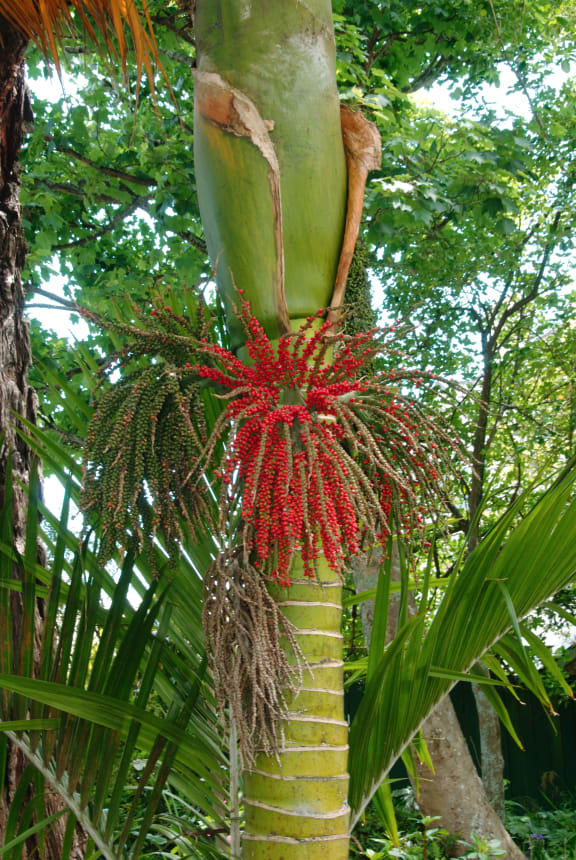 Decades photographing NZ native trees | RNZ